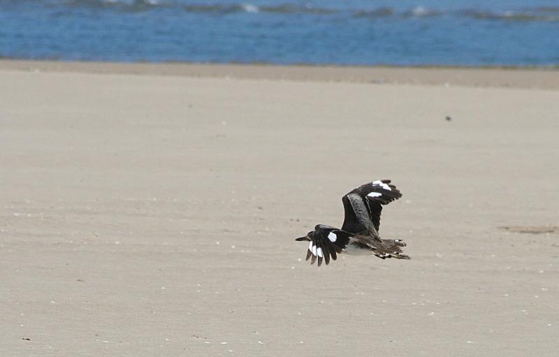 1. Identifying Birds - Physical Appearance | The Wild File
